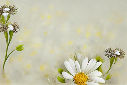 Free Download Daisy Flower on Beige Card Background