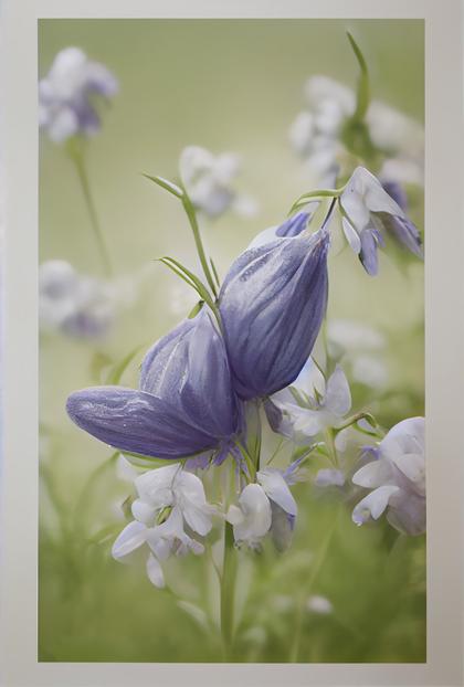 Free Download Bluebell Flower Background Image