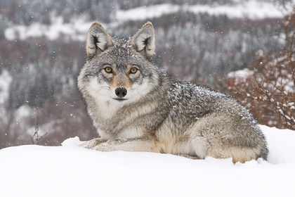 Free Download Gray Wolf Resting in Snow During Winter